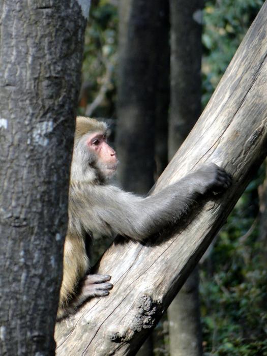 Monkeys in Hong Kong | Visions of Travel