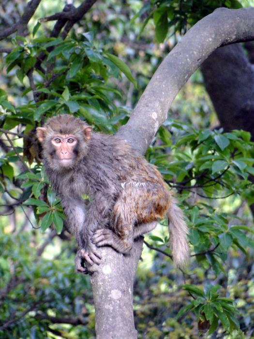 Monkeys in Hong Kong | Visions of Travel