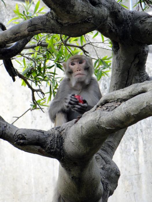 Monkeys in Hong Kong | Visions of Travel