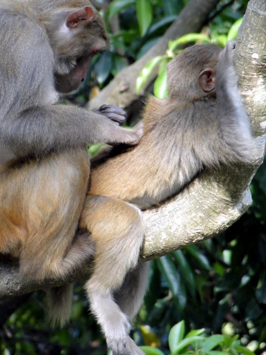 Monkeys in Hong Kong | Visions of Travel