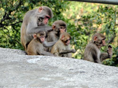 Monkeys in Hong Kong | Visions of Travel