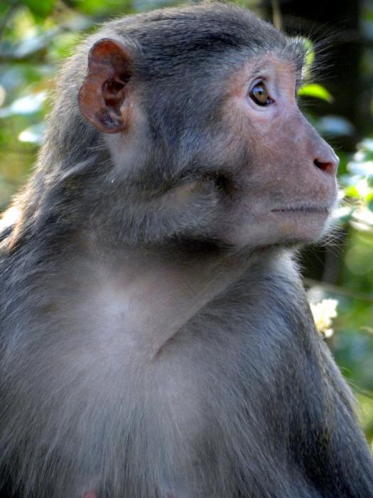 Monkeys in Hong Kong | Visions of Travel