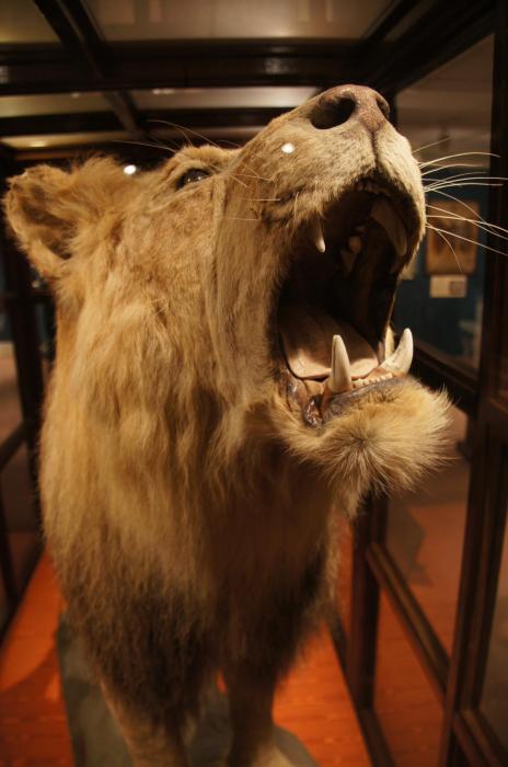 Old Music Boxes Collection : Lightner Museum – Saint Augustine ...