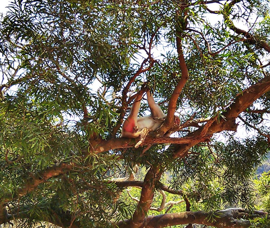 Monkey Mountain : Hong Kong | Visions of Travel