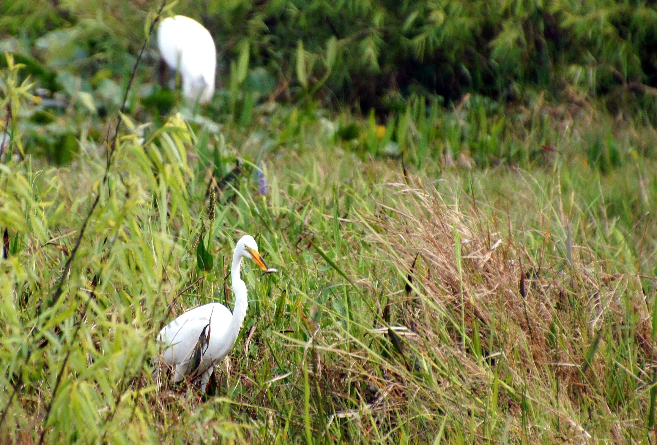 Birds of the Everglades : Southern Florida | Visions of Travel