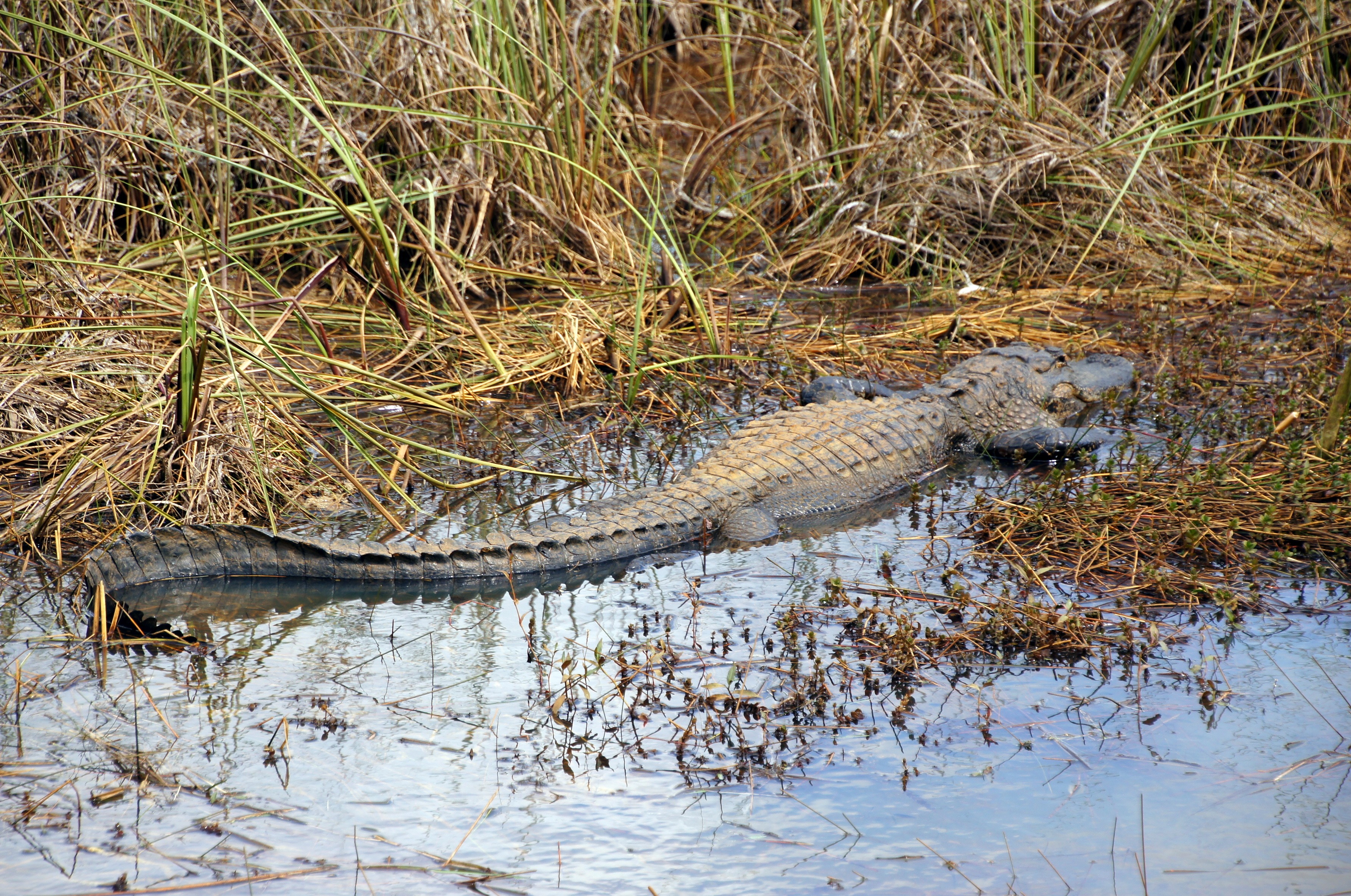 Alligators of the Everglades : Southern Florida | Visions of Travel