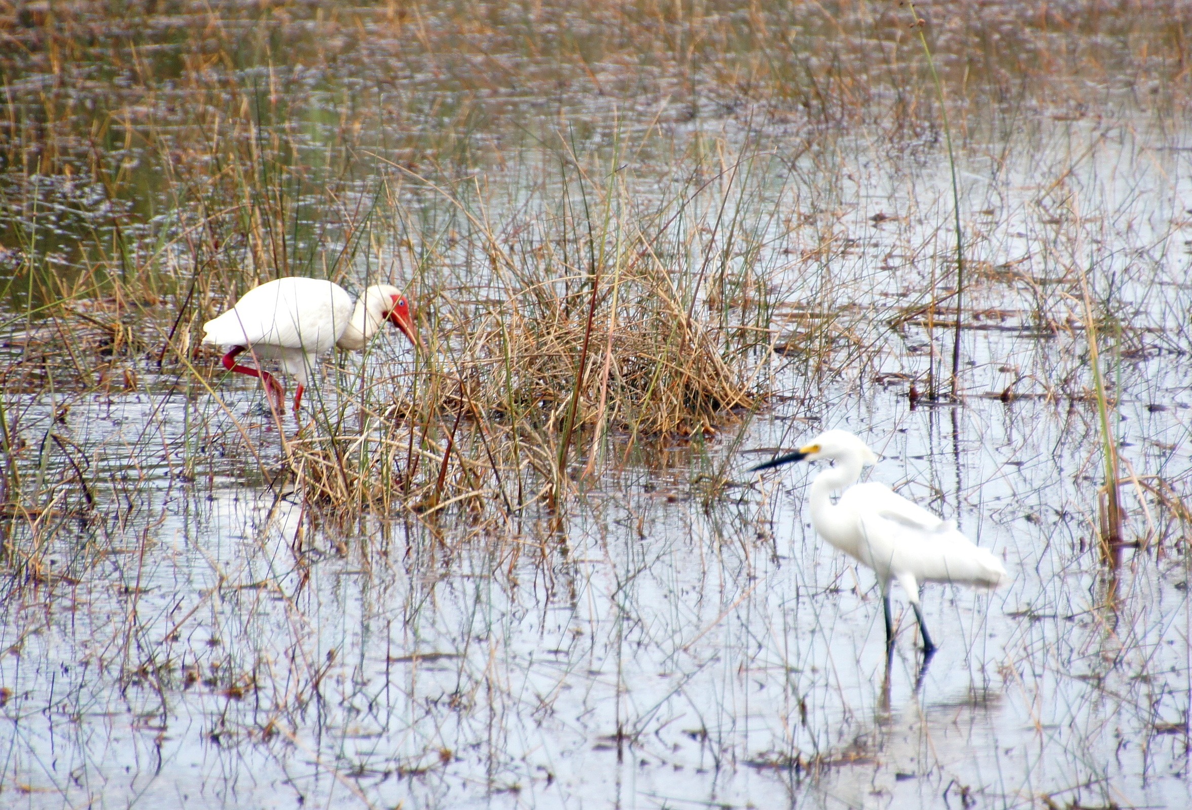 Birds of the Everglades : Southern Florida | Visions of Travel