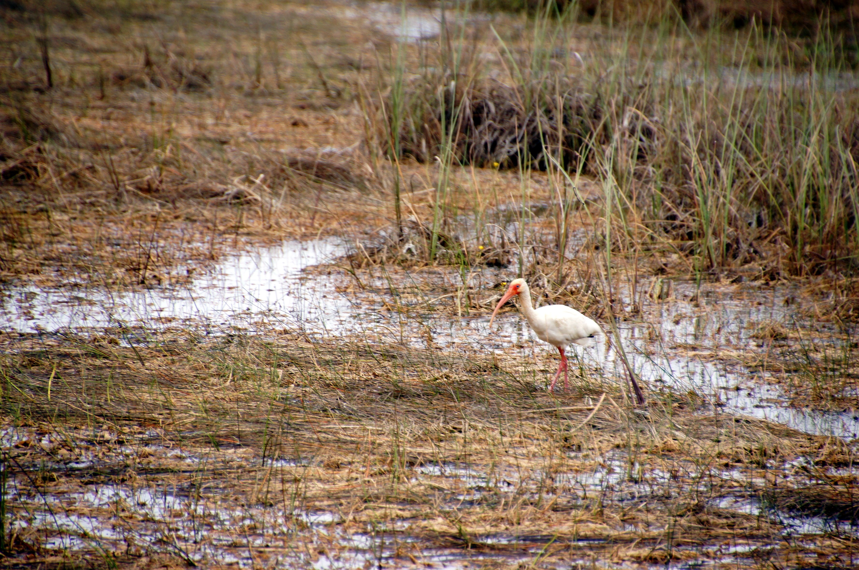 Birds of the Everglades : Southern Florida | Visions of Travel