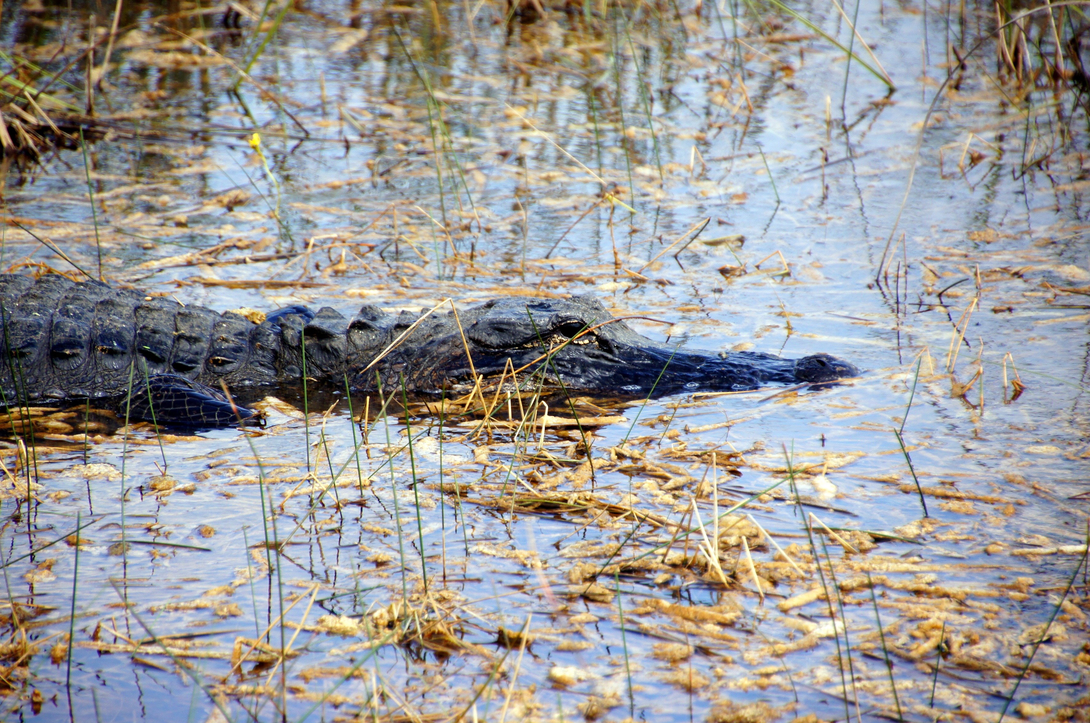 Alligators of the Everglades : Southern Florida | Visions of Travel
