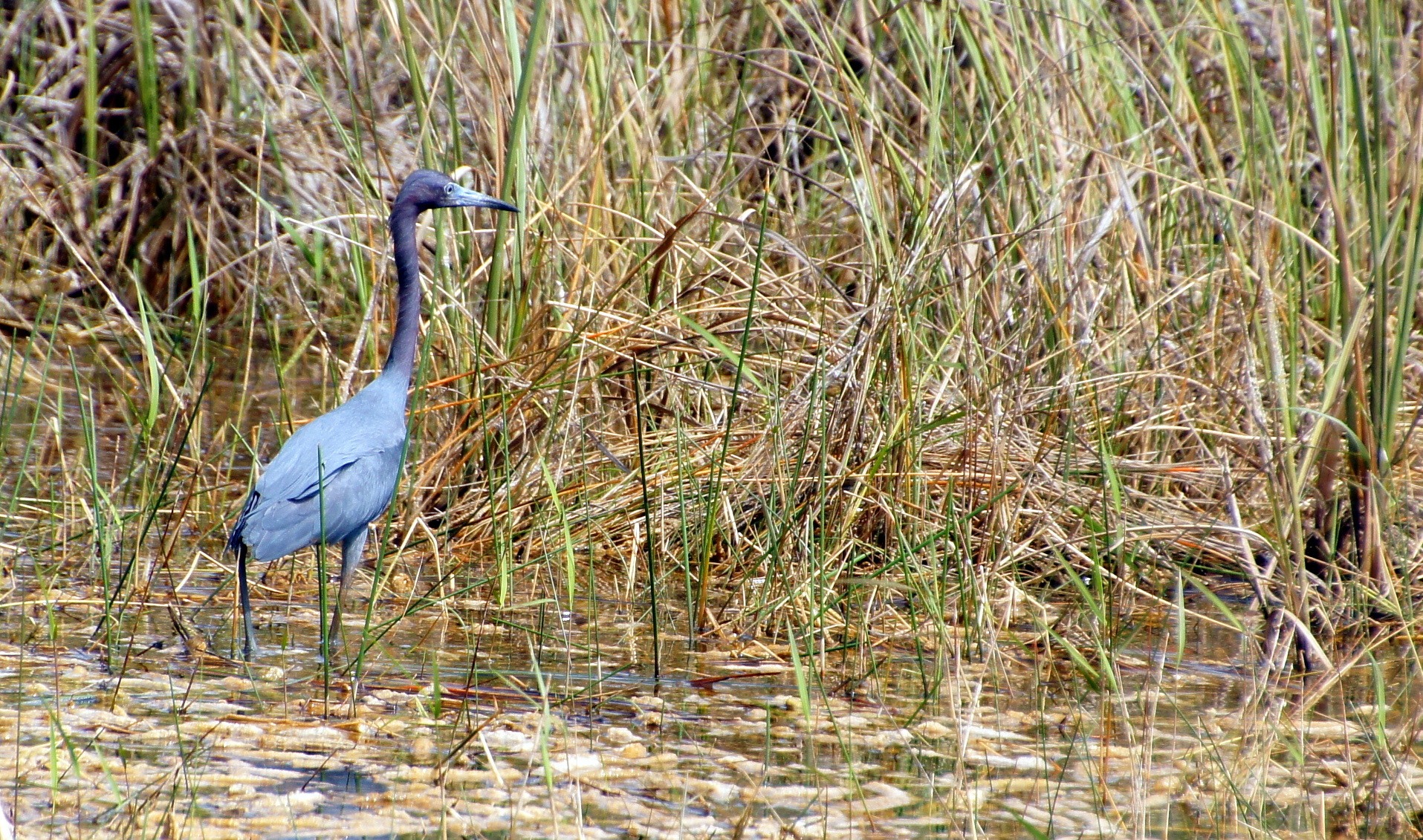 Birds of the Everglades : Southern Florida | Visions of Travel