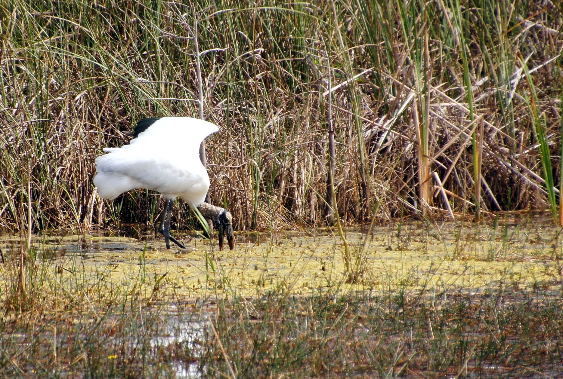 Birds of the Everglades : Southern Florida | Visions of Travel