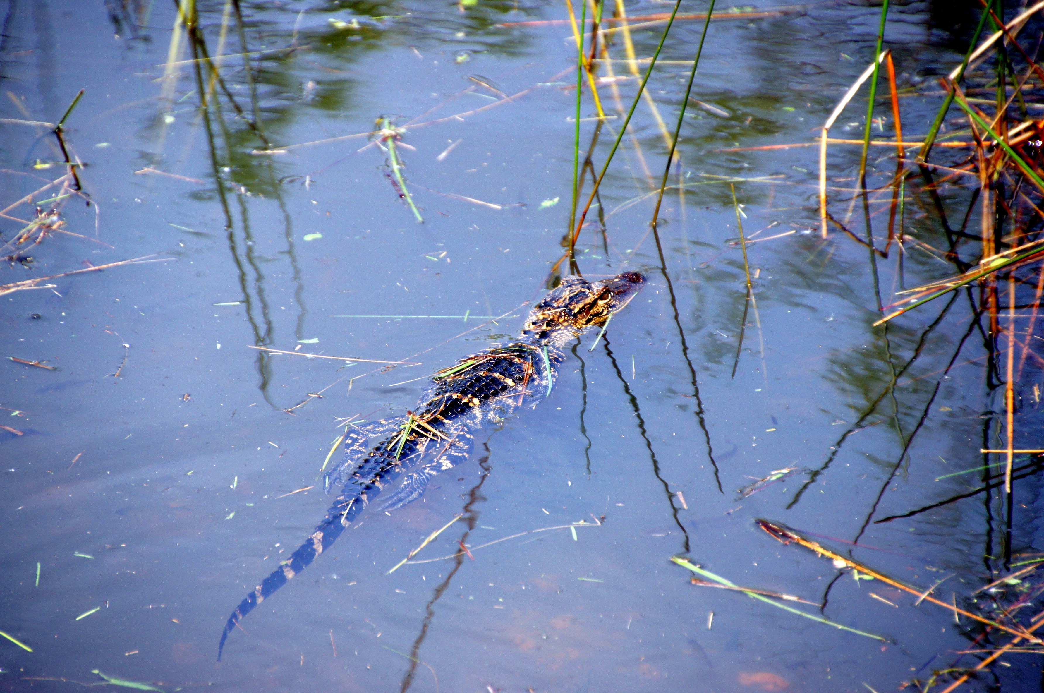 Alligators of the Everglades : Southern Florida | Visions of Travel