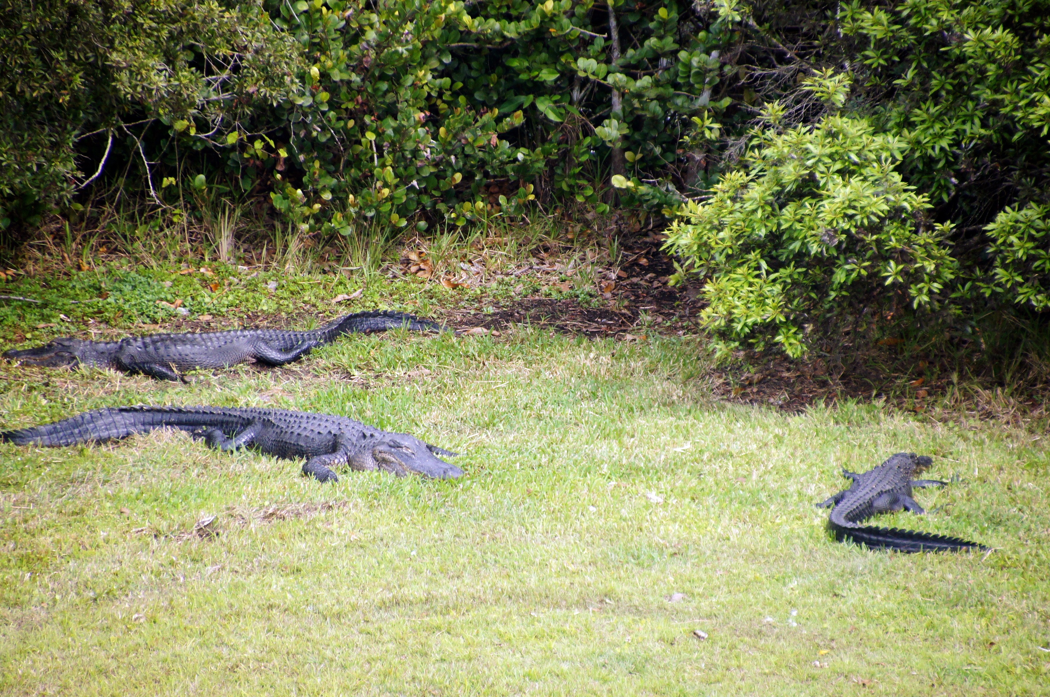 Alligators of the Everglades : Southern Florida | Visions of Travel