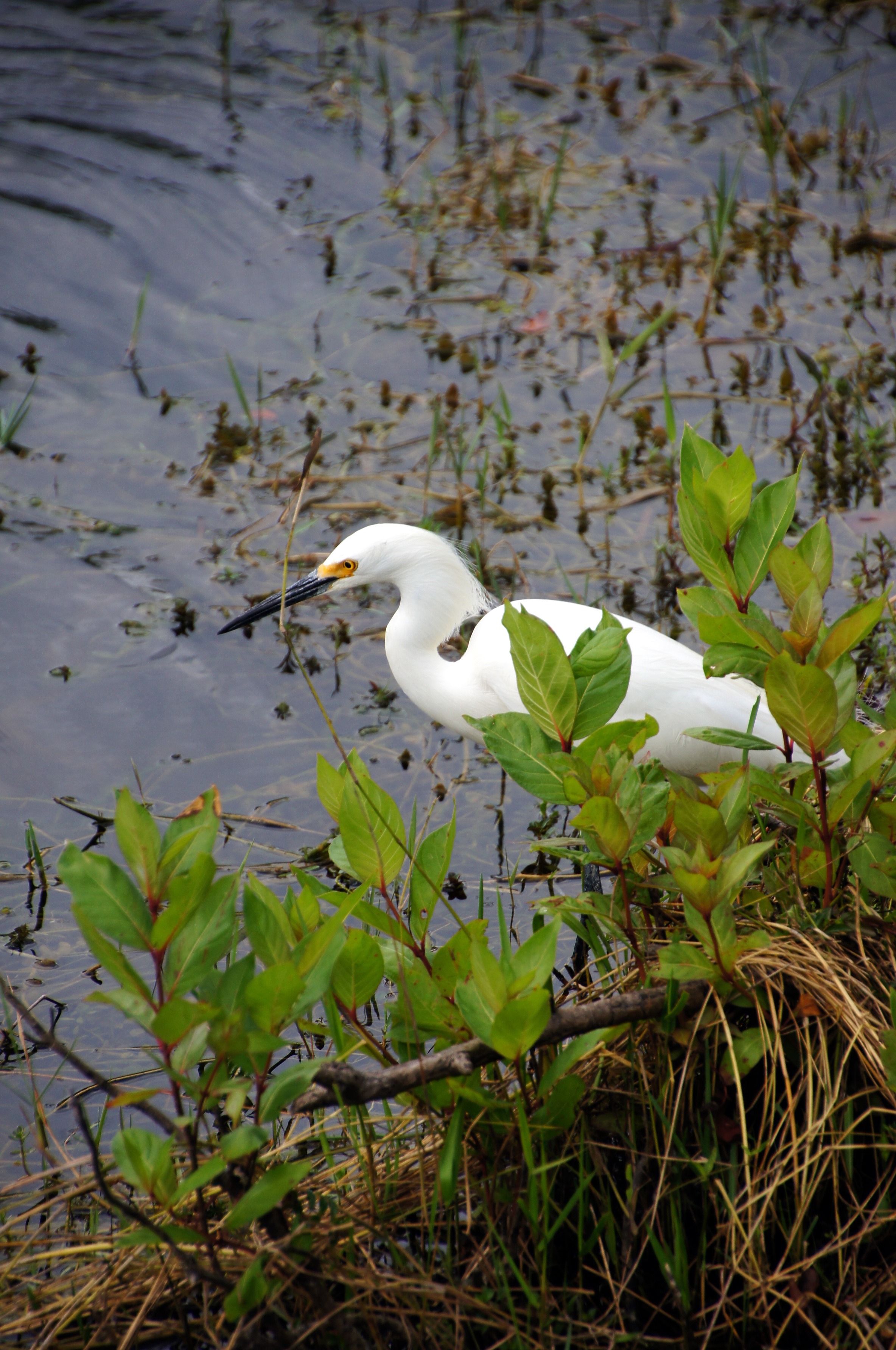 Birds of the Everglades : Southern Florida | Visions of Travel