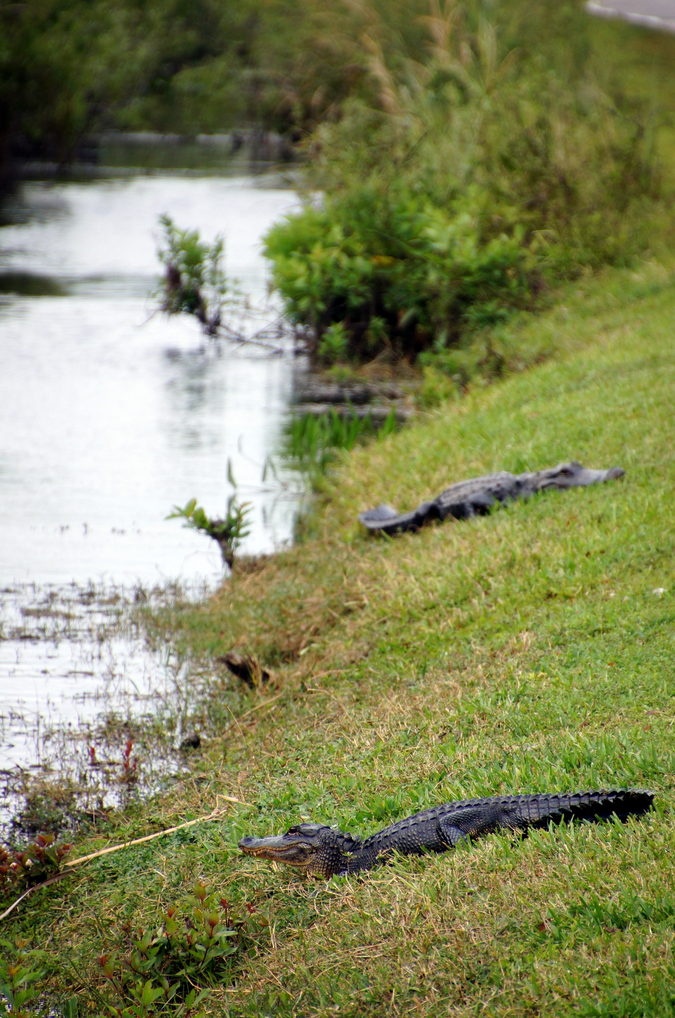 Alligators of the Everglades : Southern Florida | Visions of Travel