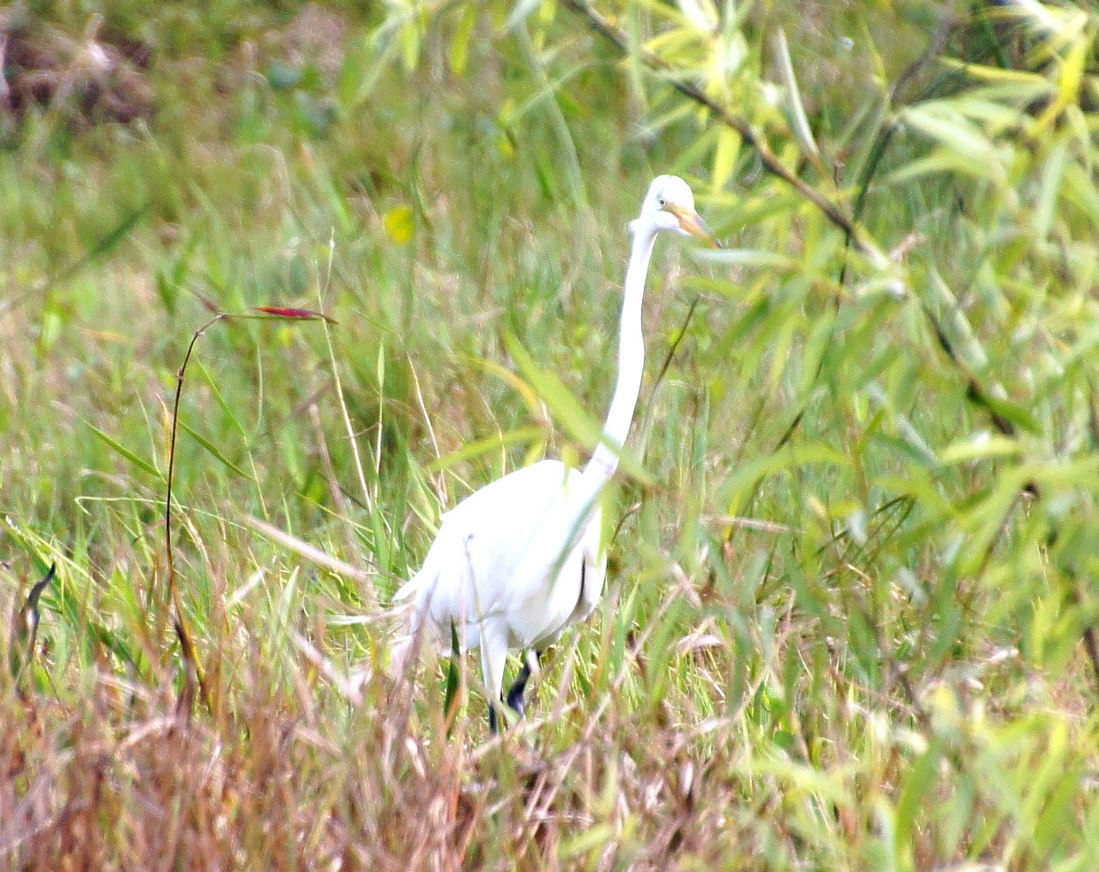 Birds of the Everglades : Southern Florida | Visions of Travel