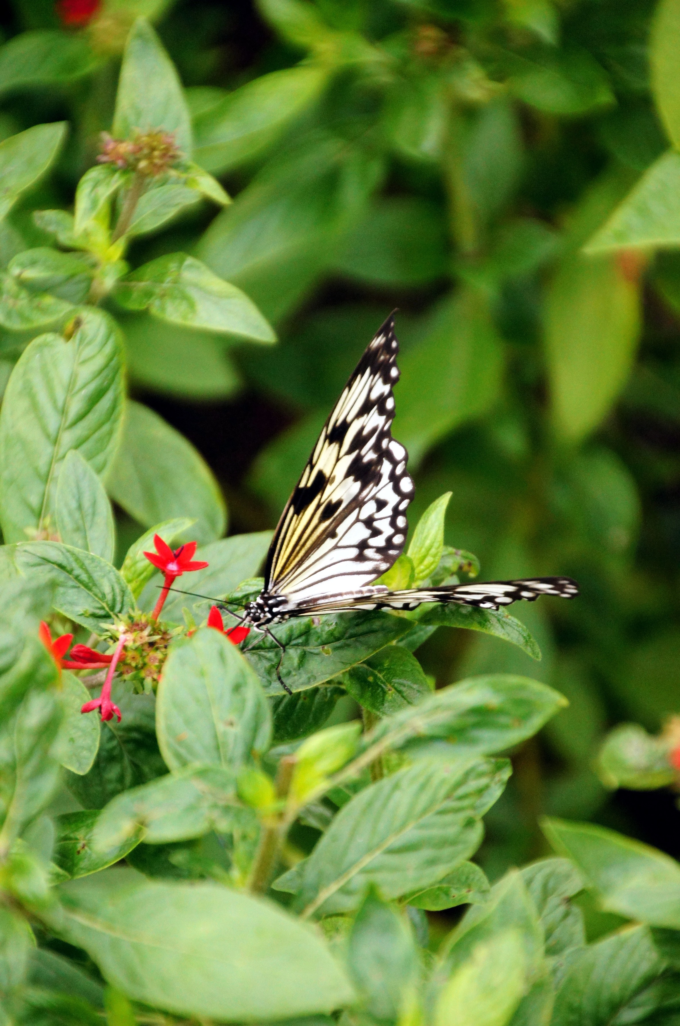 Butterflies at Fairchild Tropical Botanical Gardens : Miami | Visions ...