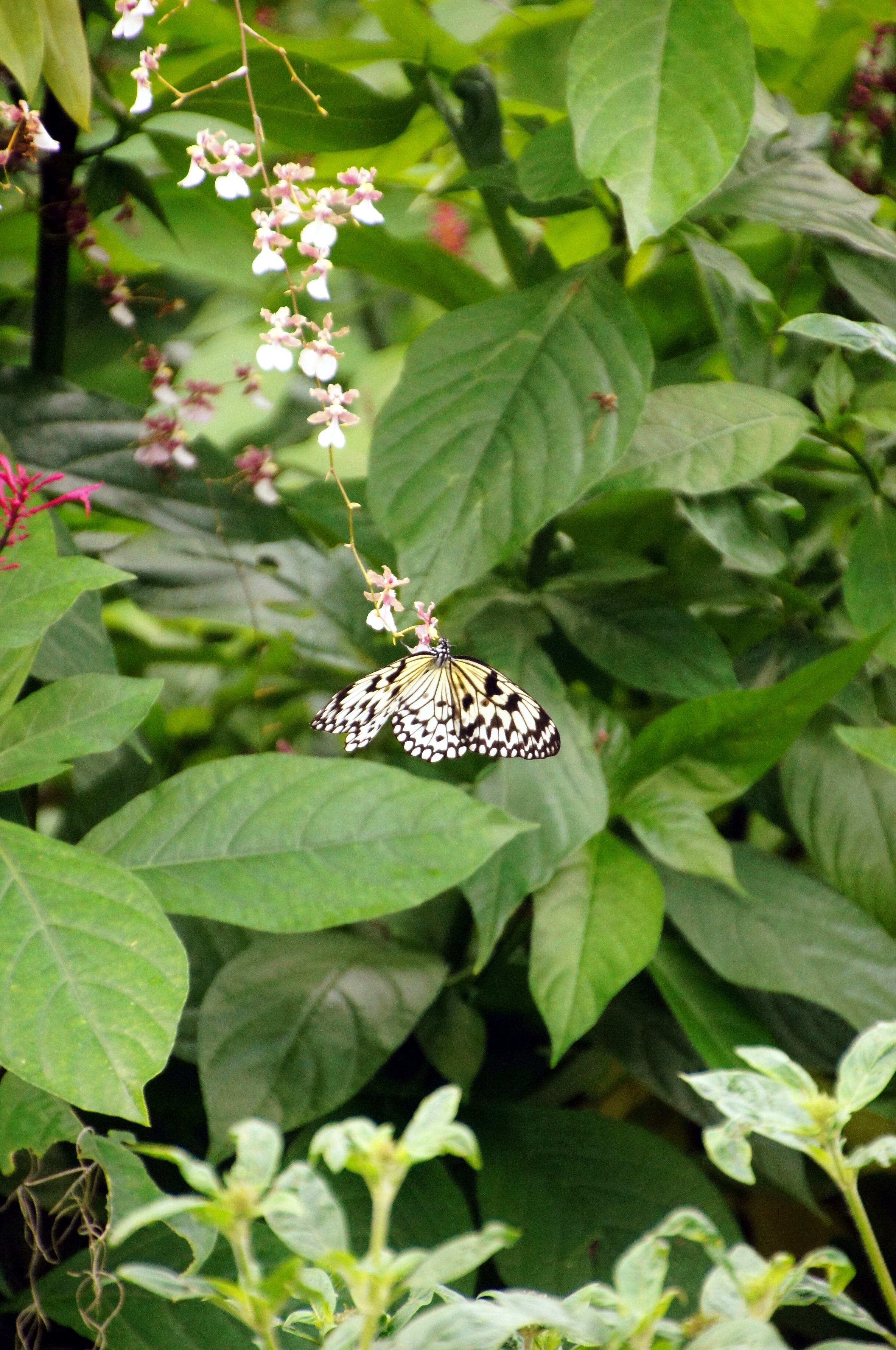 Butterflies at Fairchild Tropical Botanical Gardens : Miami | Visions ...