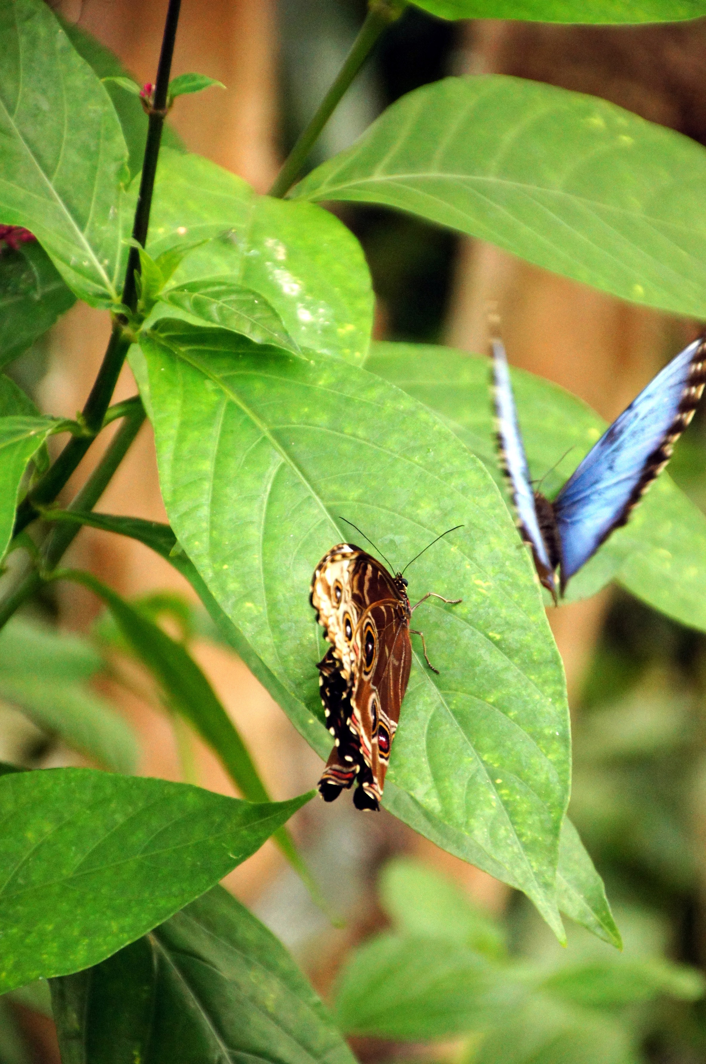 Butterflies at Fairchild Tropical Botanical Gardens : Miami | Visions ...