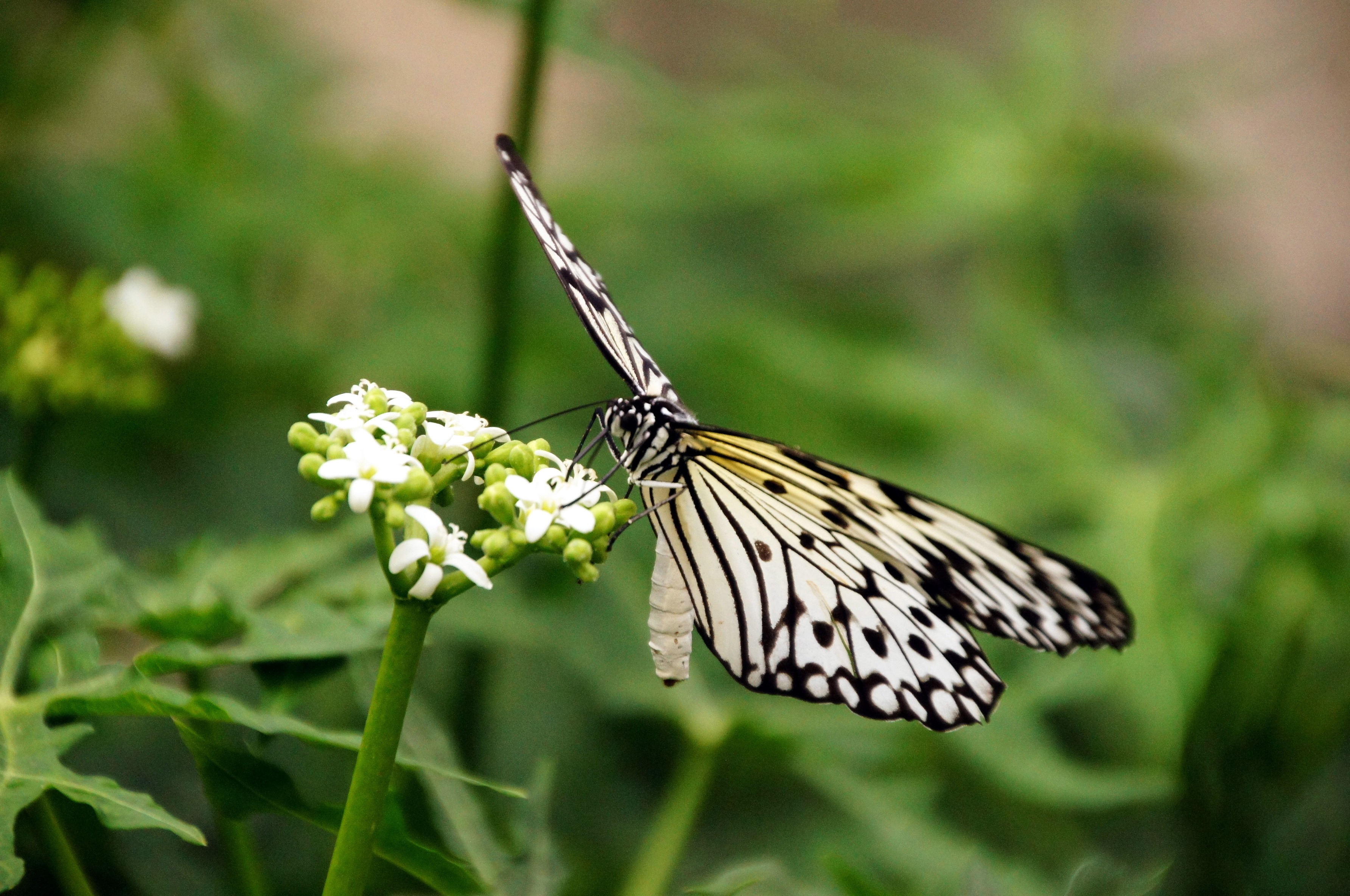 Butterflies at Fairchild Tropical Botanical Gardens : Miami | Visions ...