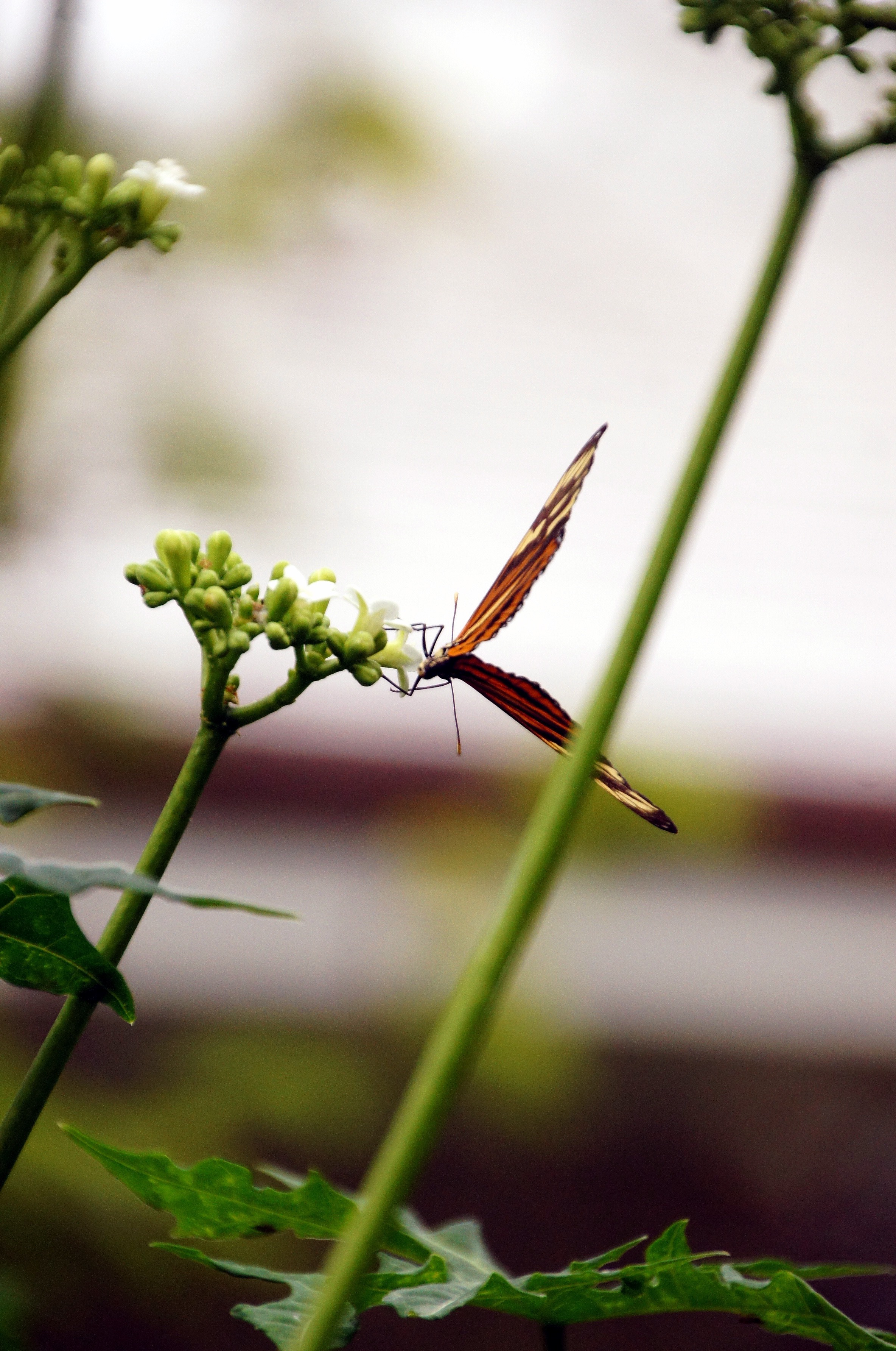 Butterflies at Fairchild Tropical Botanical Gardens : Miami | Visions ...
