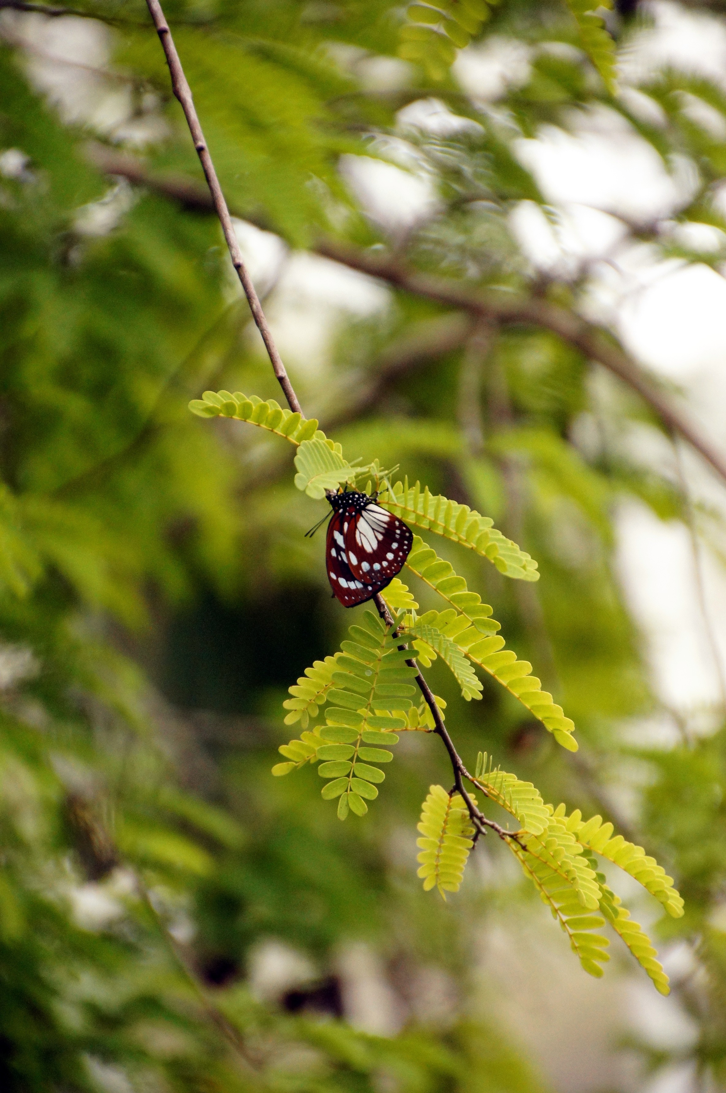 Butterflies at Fairchild Tropical Botanical Gardens : Miami | Visions ...