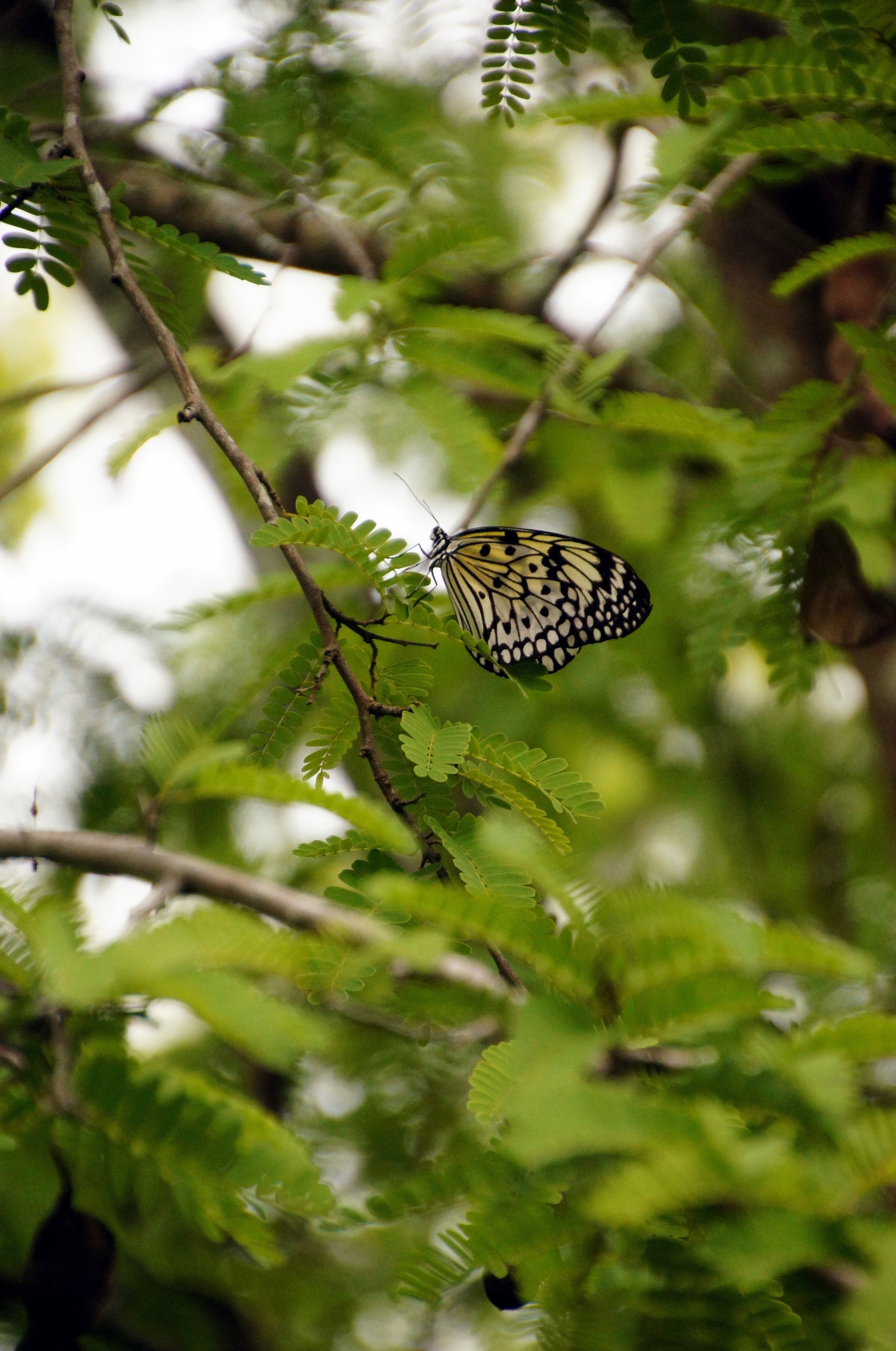 Butterflies at Fairchild Tropical Botanical Gardens : Miami | Visions ...
