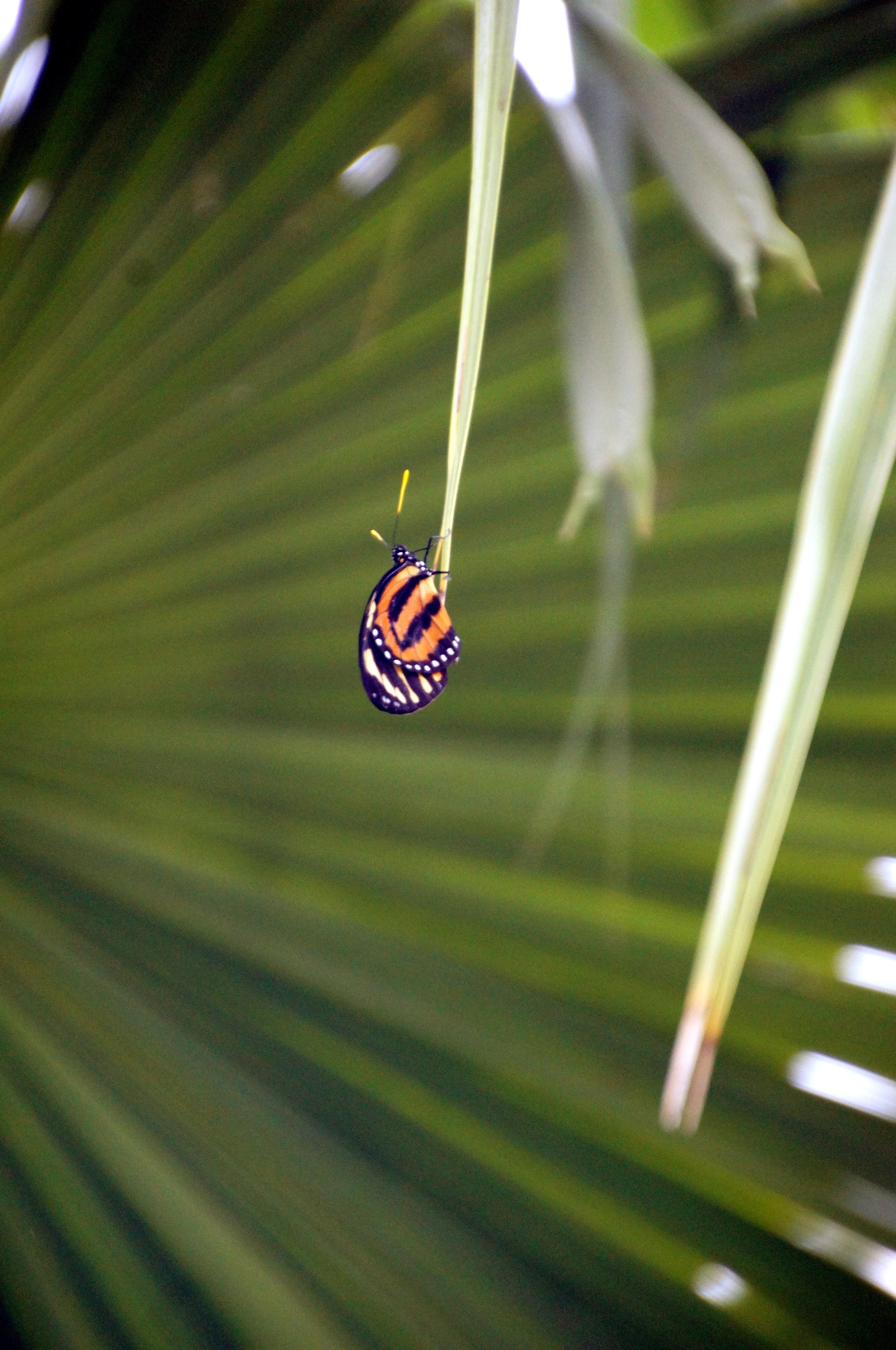Butterflies at Fairchild Tropical Botanical Gardens : Miami | Visions ...