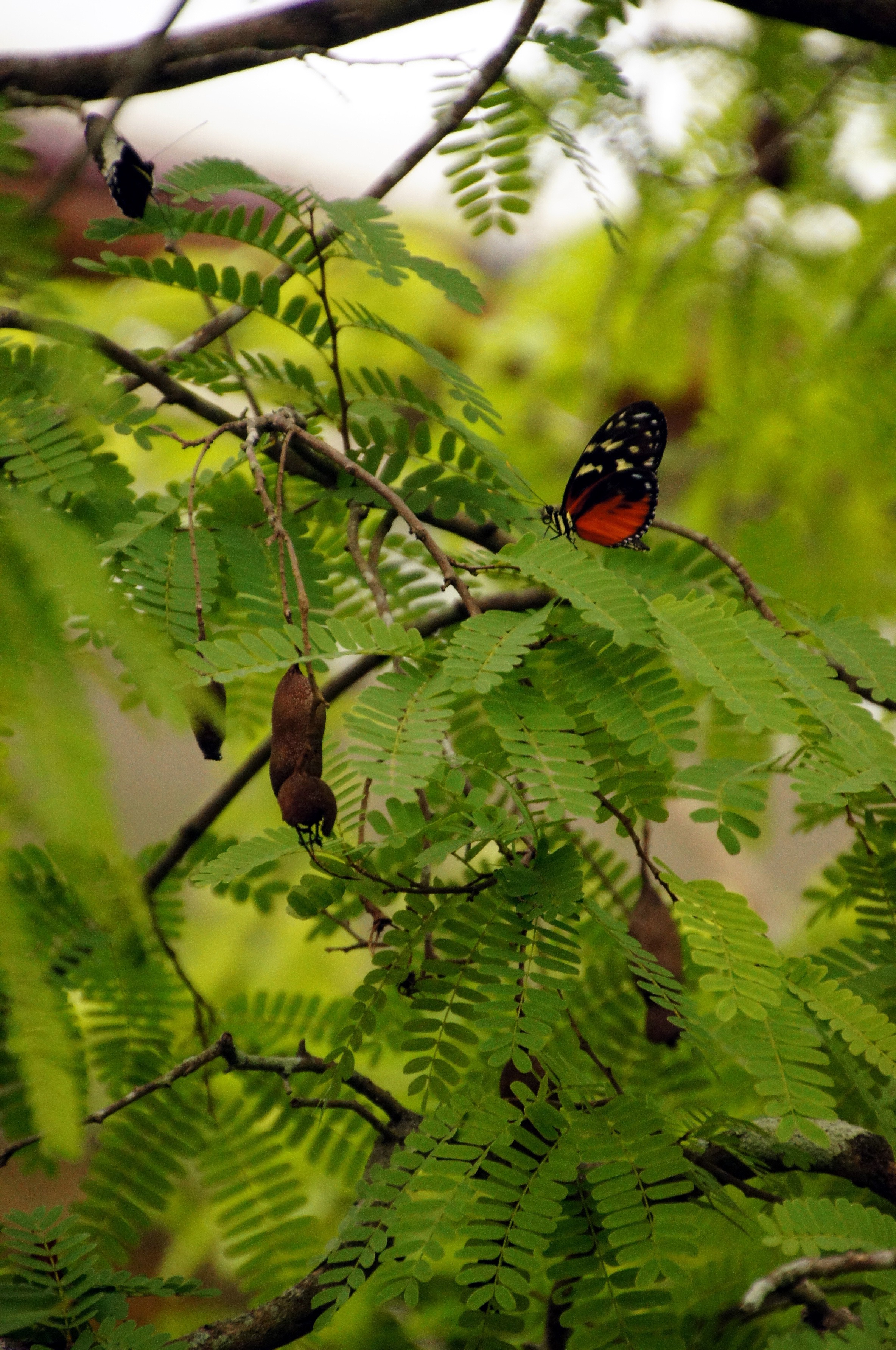 Butterflies at Fairchild Tropical Botanical Gardens : Miami | Visions ...