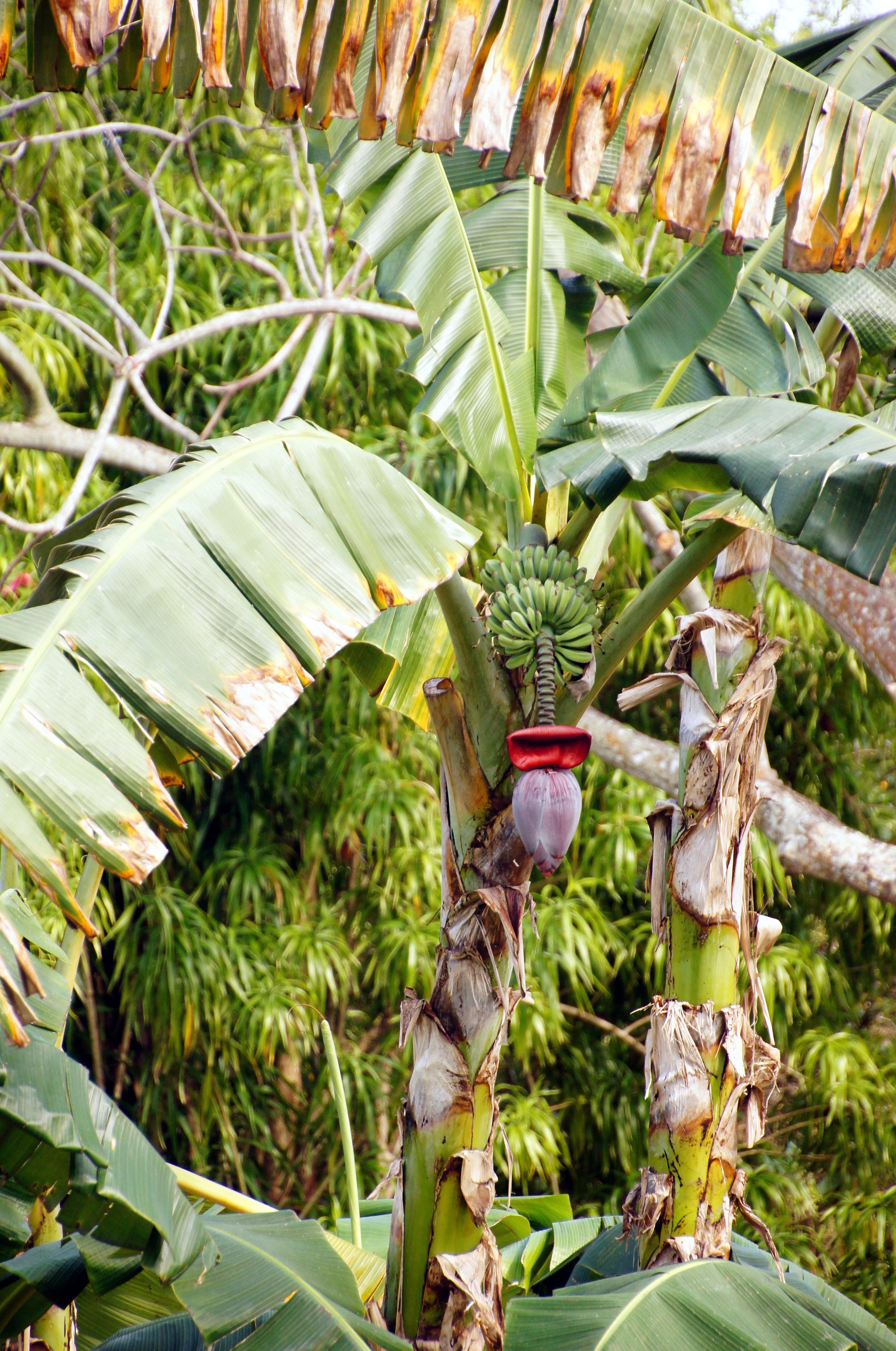 Fairchild Tropical Botanical Gardens : Miami | Visions of Travel