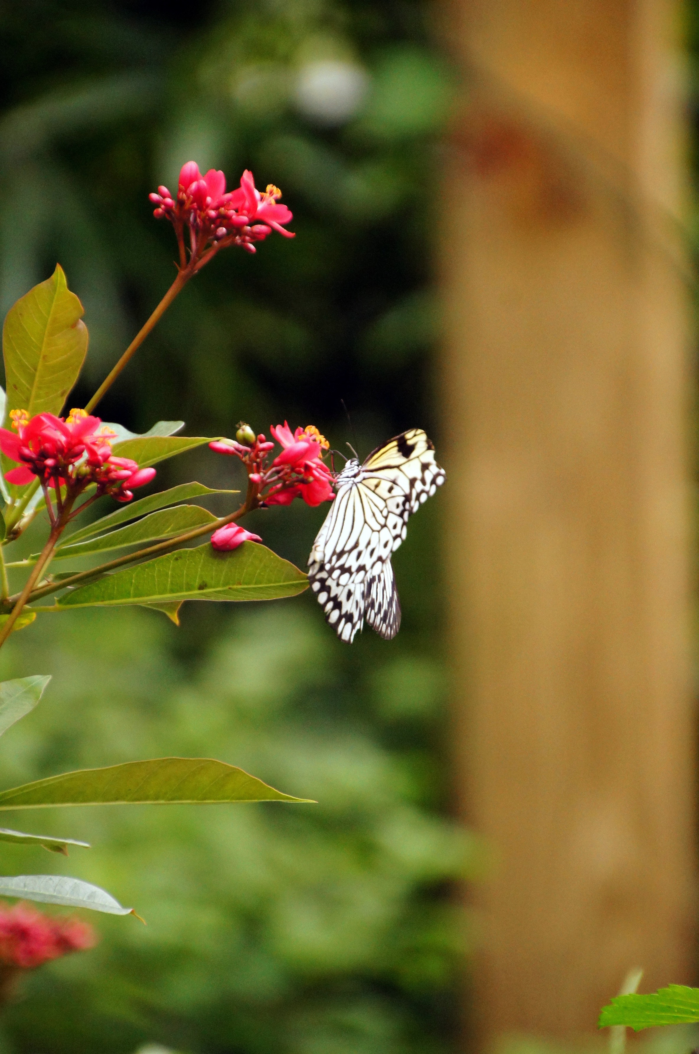 Butterflies At Fairchild Tropical Gardens
