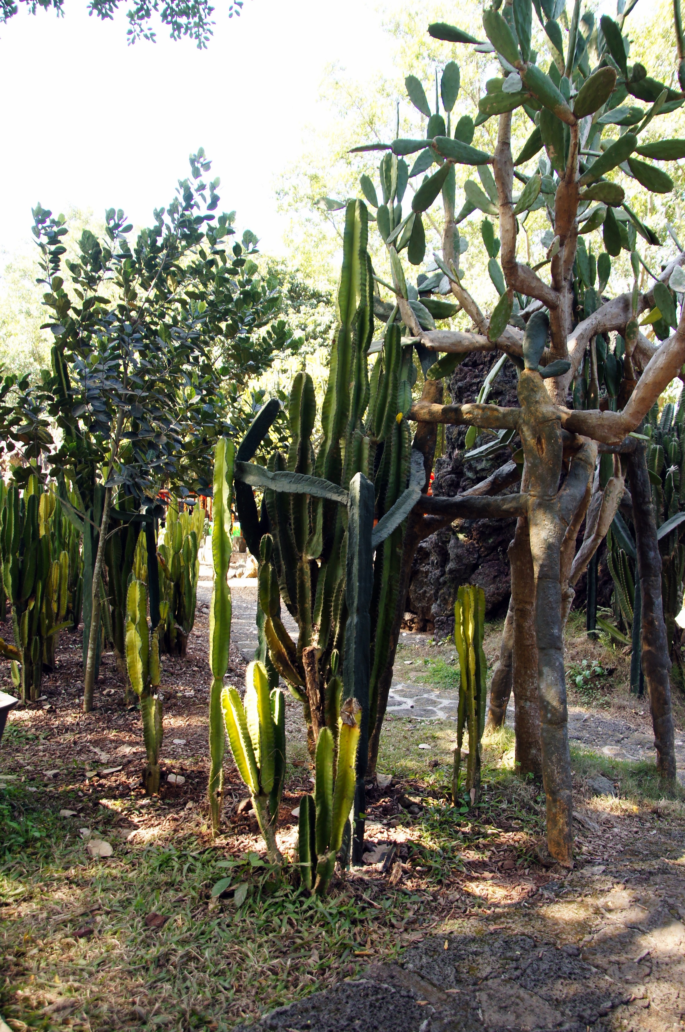 Shishan Volcanic Cluster National Geopark : Haikou Hainan | Visions of ...