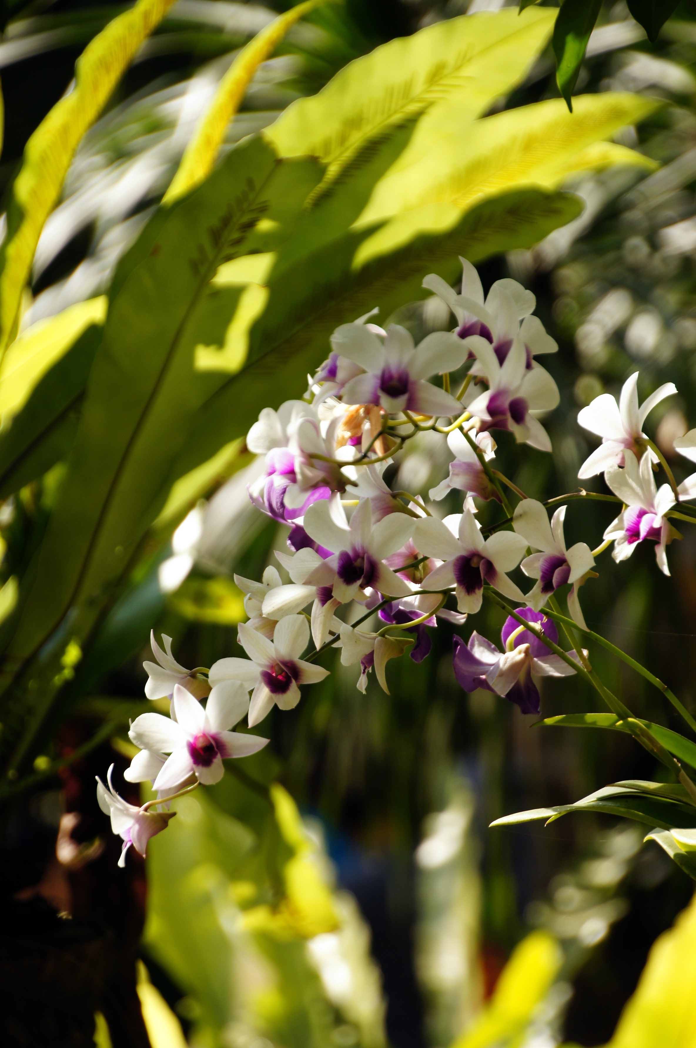 Sanya Yanoda Rainforest : Hainan | Visions of Travel