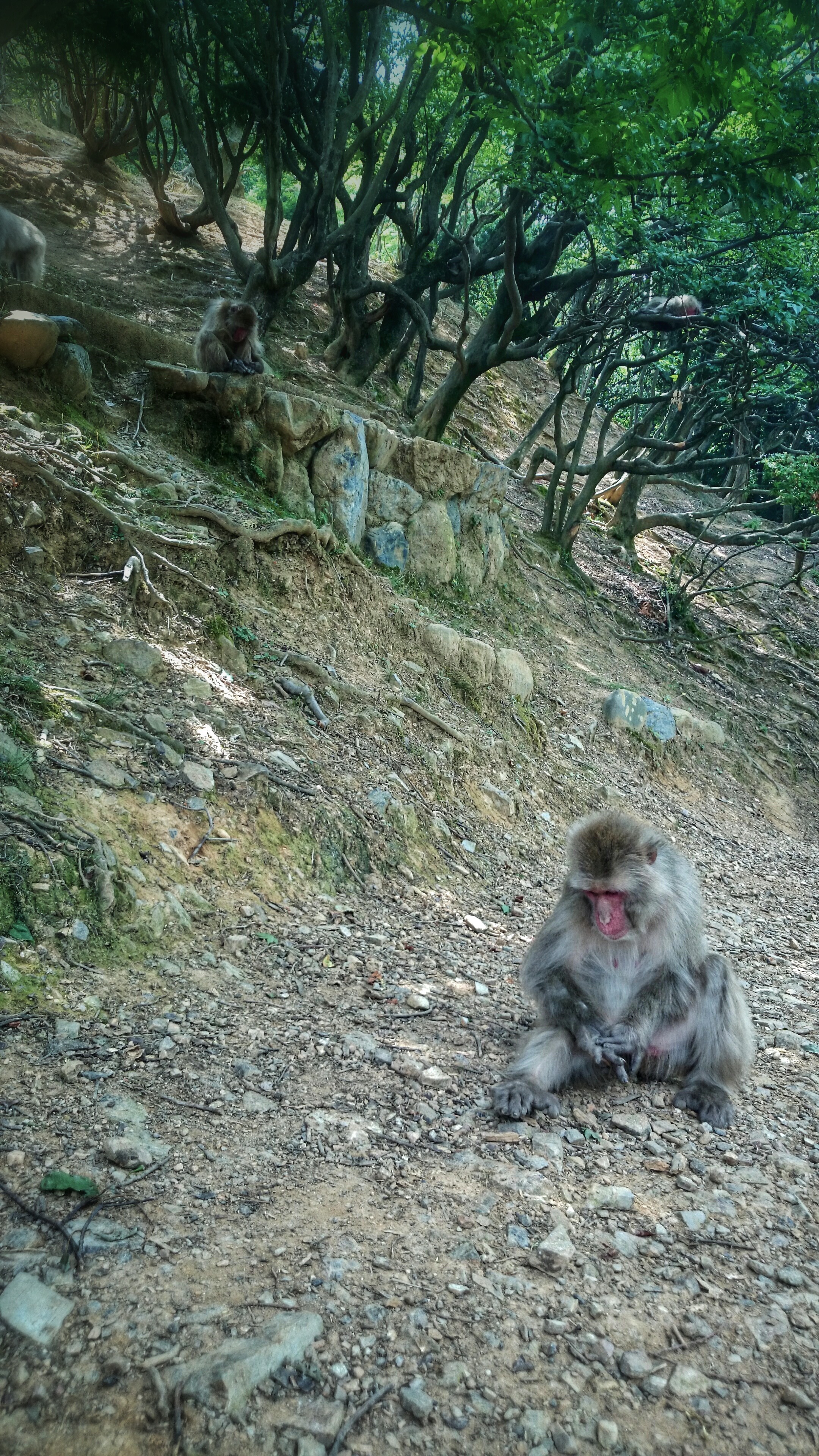 Iwatayama Monkey Park Arashiyama : Kyoto | Visions of Travel