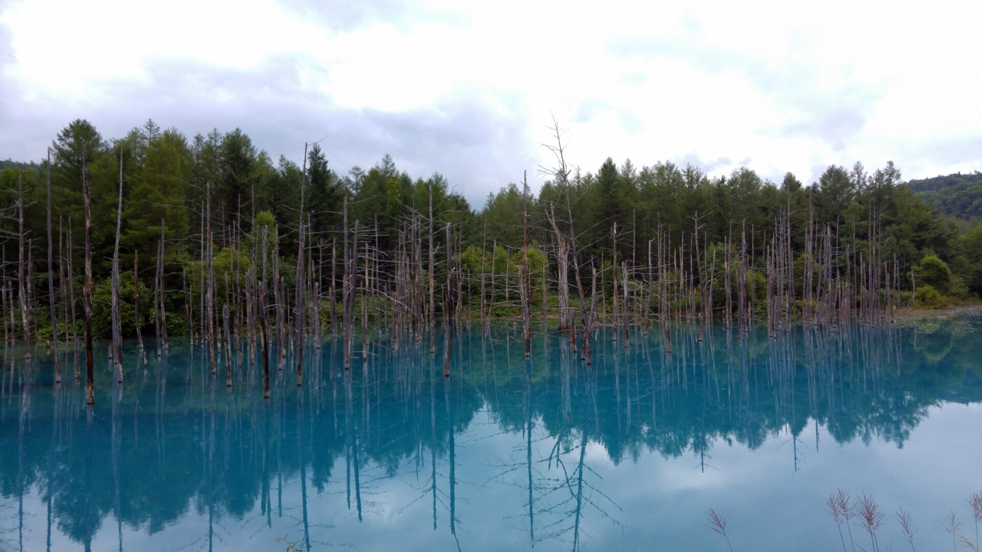 Blue Pond Aoiike : Biei Hokkaido | Visions of Travel