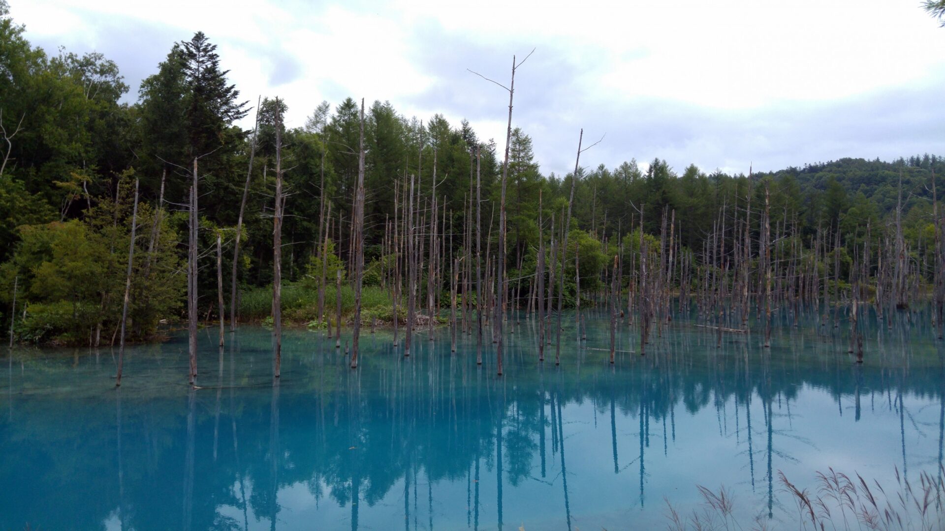 Blue Pond Aoiike : Biei Hokkaido | Visions of Travel