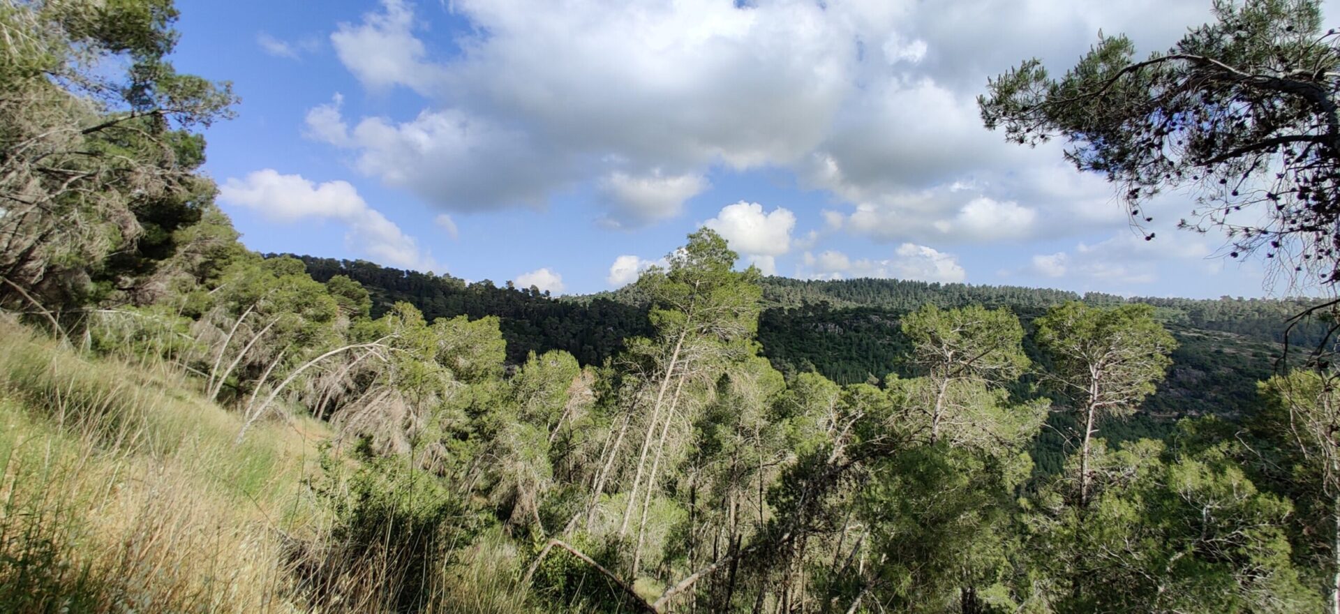 Forest of the Martyrs : Israel | Visions of Travel