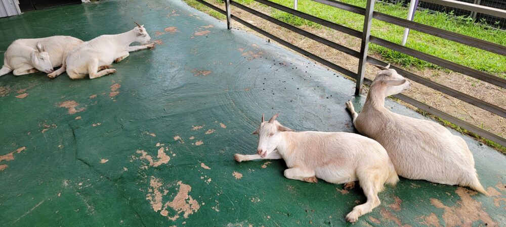GoGreen Pineapple and Alpaca farm : Northern Hong Kong | Visions of Travel
