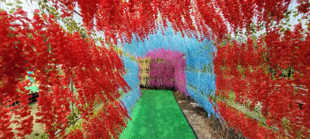 GoGreen Pineapple and Alpaca farm : Northern Hong Kong | Visions of Travel