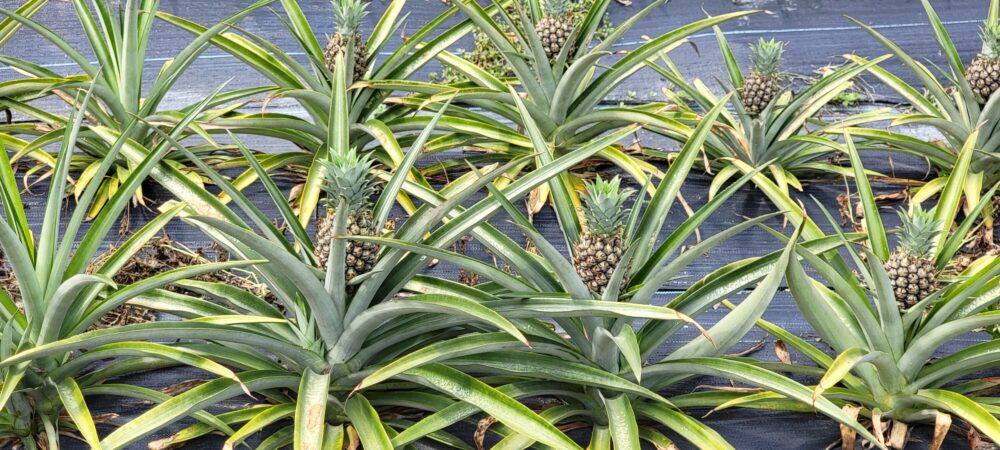 GoGreen Pineapple and Alpaca farm : Northern Hong Kong | Visions of Travel