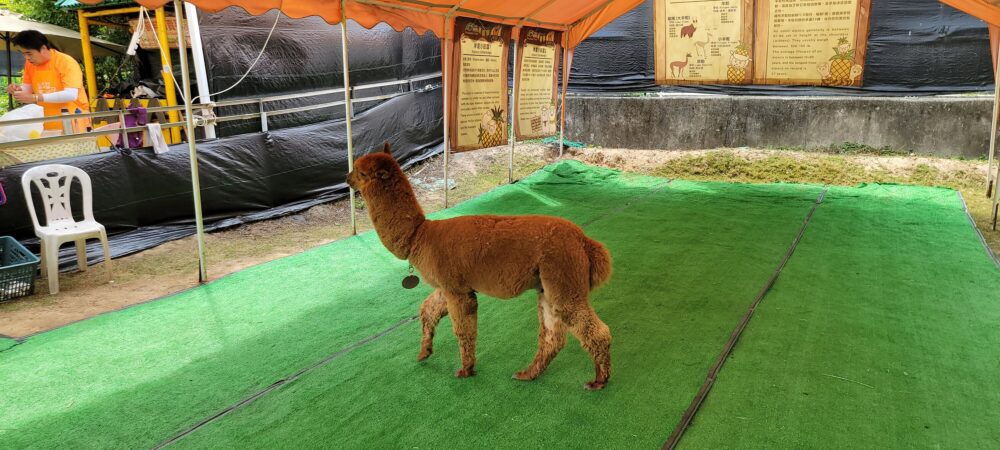 GoGreen Pineapple and Alpaca farm : Northern Hong Kong | Visions of Travel