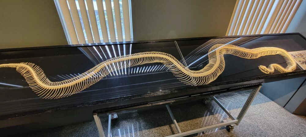 Snake Farm (Queen Saovabha Memorial Institute) : Bangkok Thailand ...