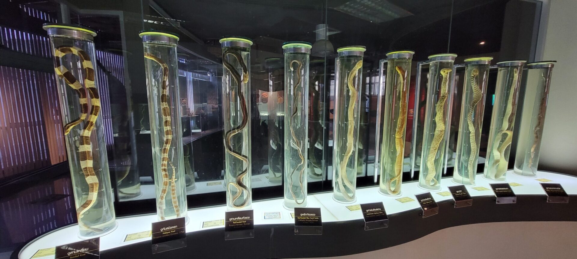 Snake Farm (Queen Saovabha Memorial Institute) : Bangkok Thailand ...