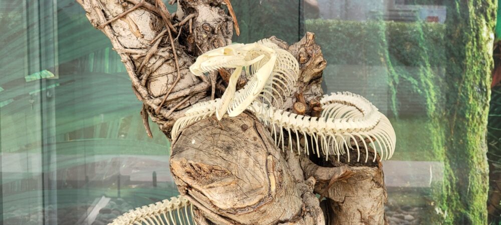 Snake Farm (Queen Saovabha Memorial Institute) : Bangkok Thailand ...