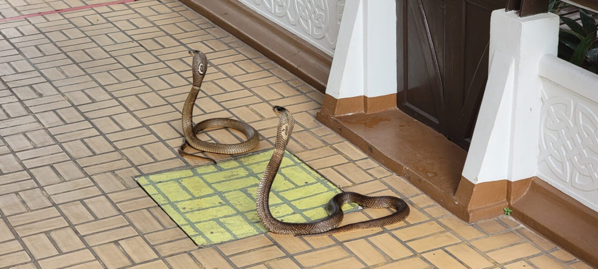 Snake Farm (Queen Saovabha Memorial Institute) : Bangkok Thailand ...