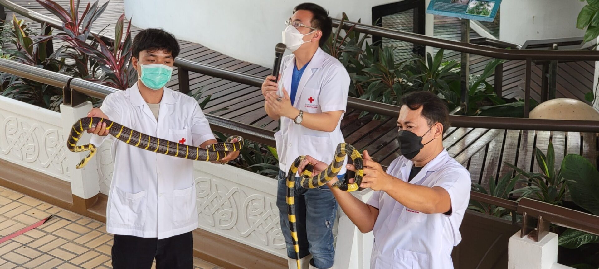 Snake Farm (Queen Saovabha Memorial Institute) : Bangkok Thailand ...