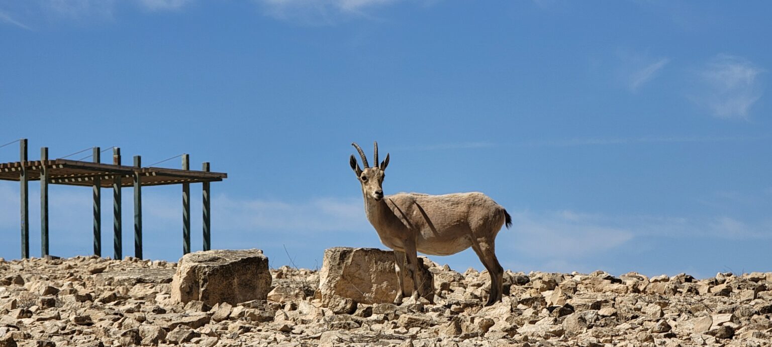 The ancient city of Tel Arad : Negev – Southern Israel | Visions of Travel